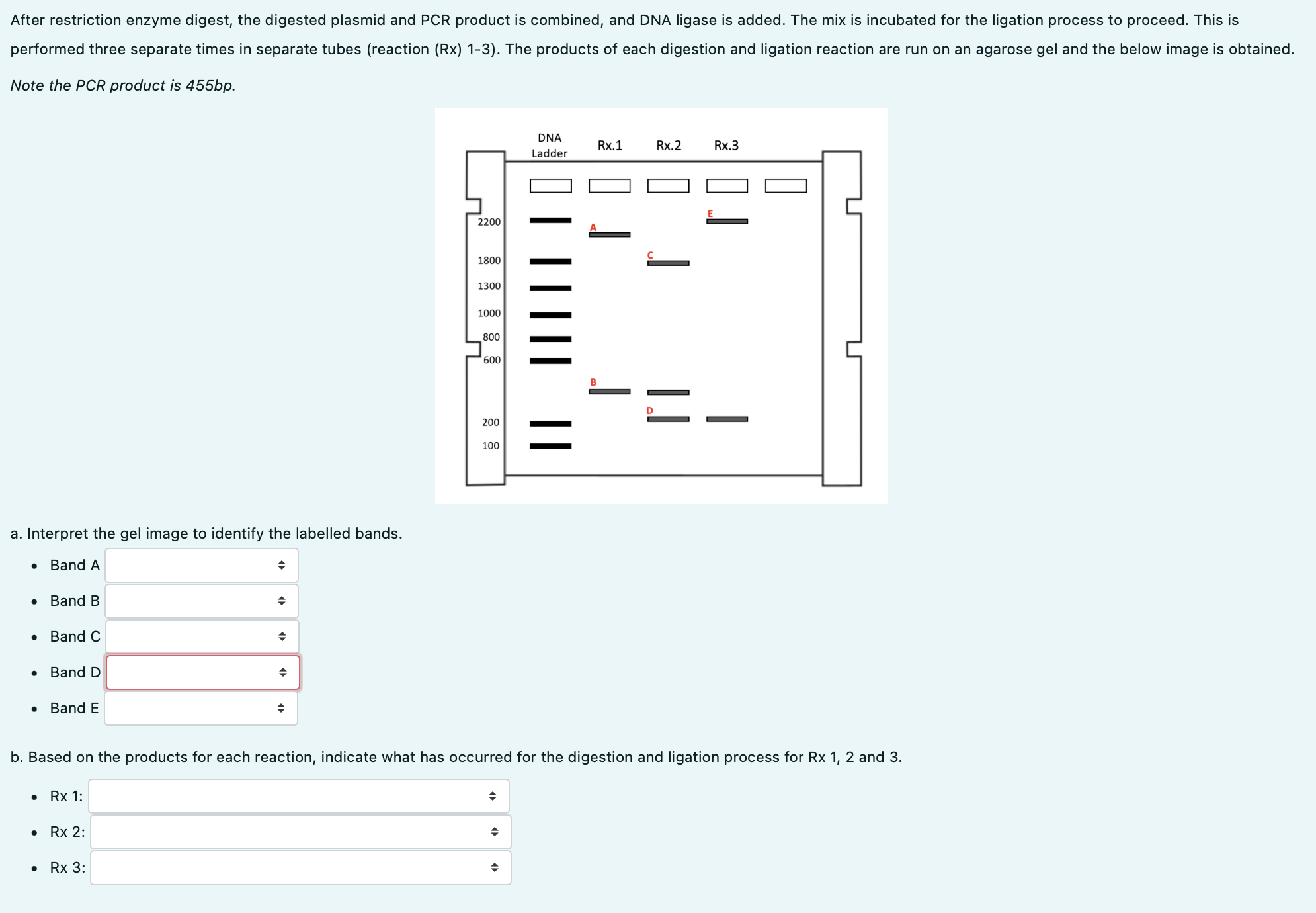 Solved Note the PCR product is 455bp. a. Interpret the gel | Chegg.com