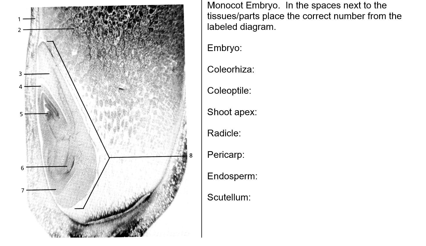 Solved Monocot Embryo. In the spaces next to the | Chegg.com