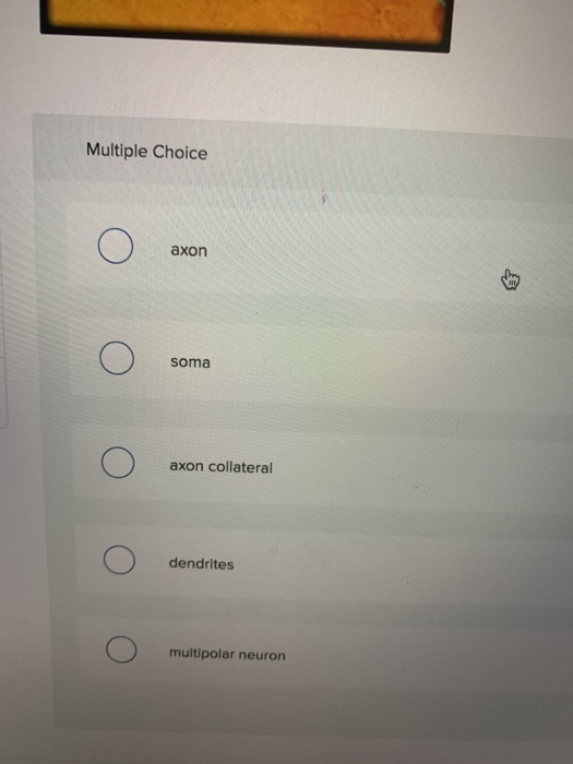 Solved Which structure is highlighted? Multiple Choice axon | Chegg.com