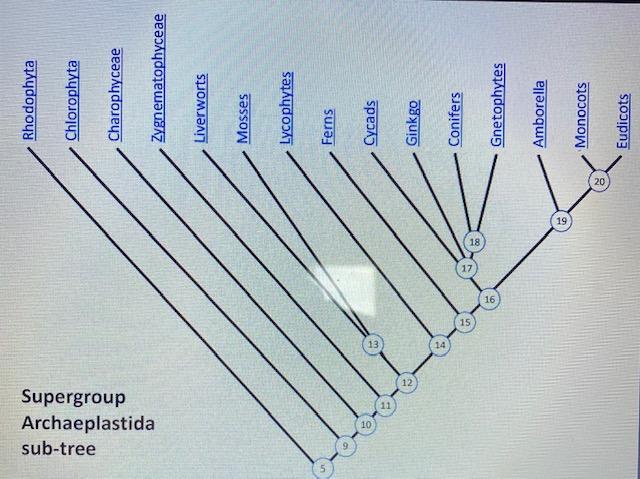 Solved Alveolates Supergroup Archaeplastida (see separate | Chegg.com