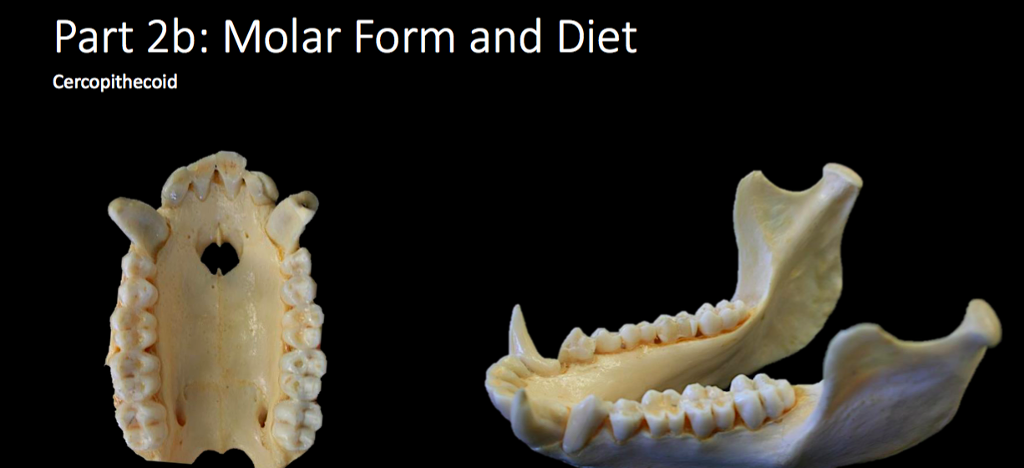 Solved Ring-Tailed Lemur Part 1: The Dental Formula | Chegg.com