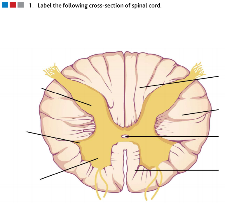 Solved 1. Label the following cross-section of spinal cord. | Chegg.com