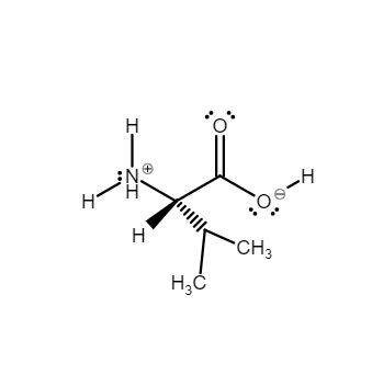 Solved Valine is an essential amino acid, which means that | Chegg.com