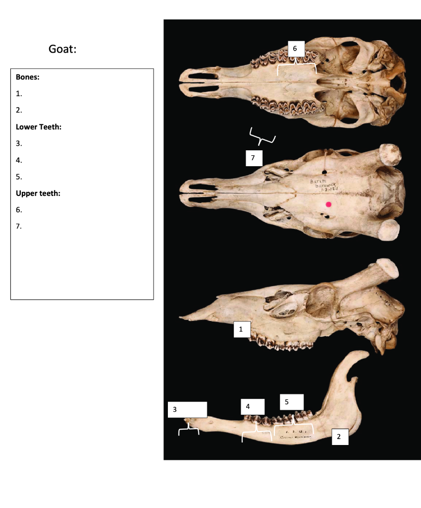 Solved Goat: 6 Bones: E 1. 2. Lower Teeth: 3. 4. 7 5. Barat | Chegg.com