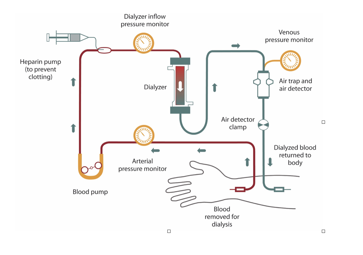 Solved 1. What was retained by the dialysis tubing, and what | Chegg.com
