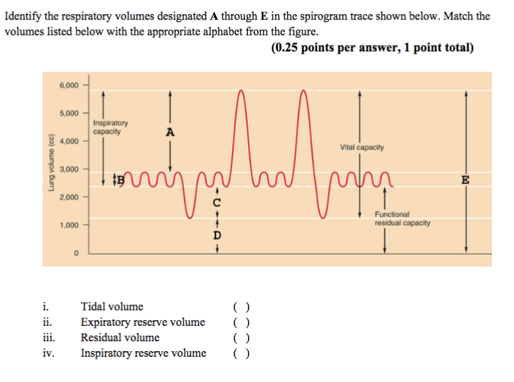 Solved Identify the respiratory volumes designated A through | Chegg.com