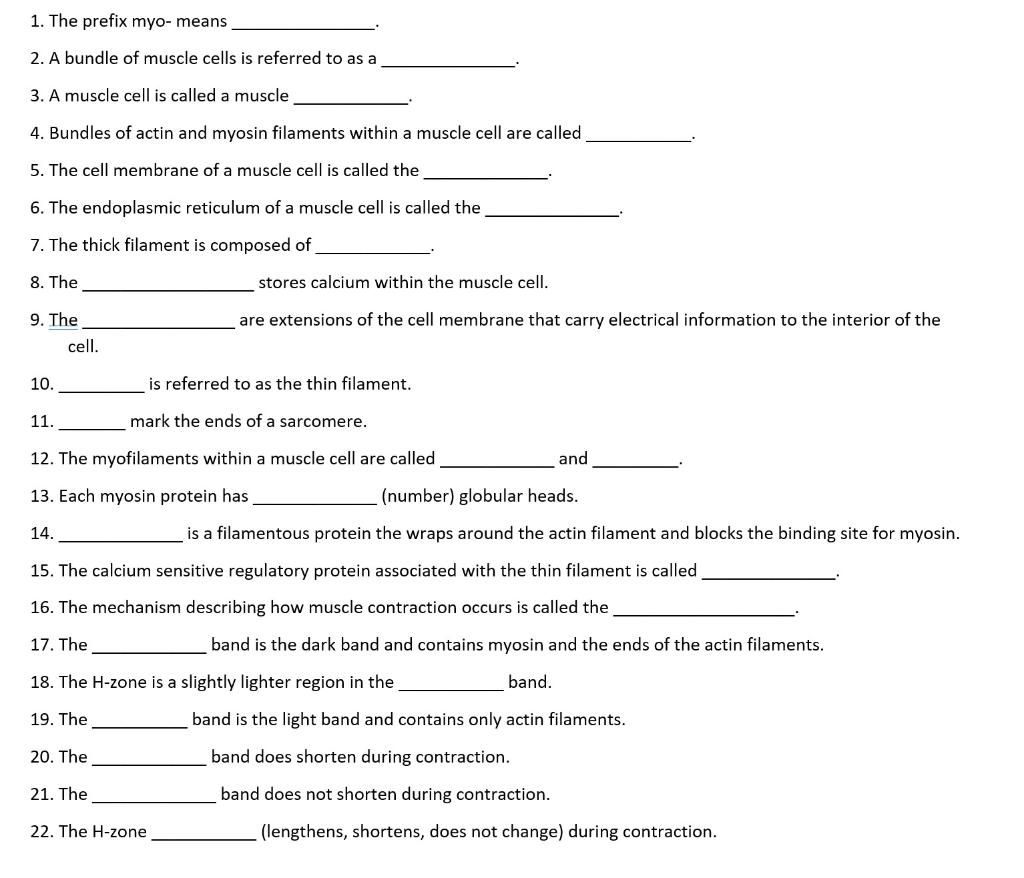 Solved 1. The prefix myo-means 2. A bundle of muscle cells | Chegg.com