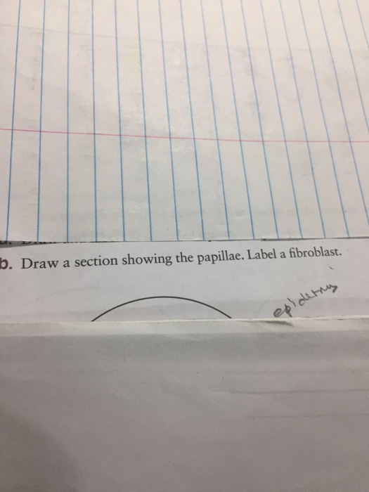 b. Draw a section showing the papillae. Label a | Chegg.com