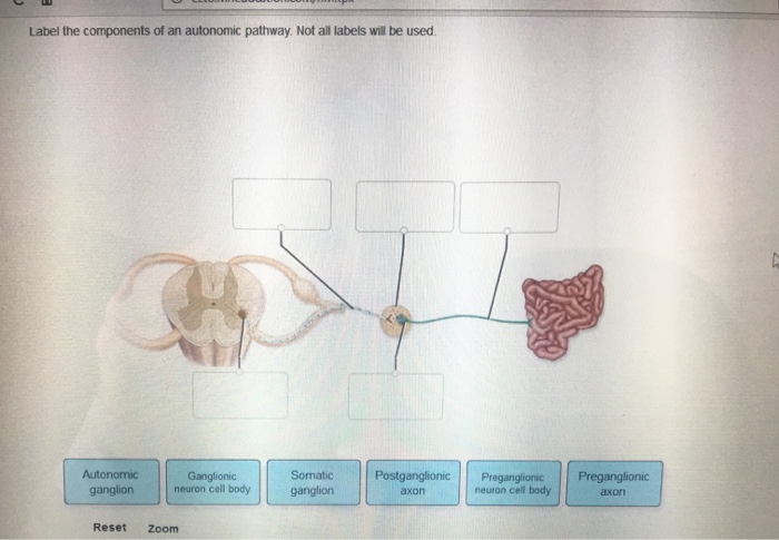 Solved Label the components of an autonomic pathway. Not all | Chegg.com