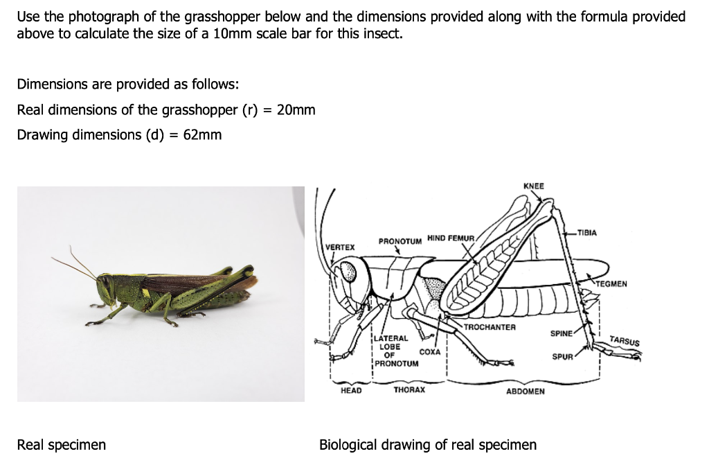 Solved Use the photograph of the grasshopper below and the | Chegg.com