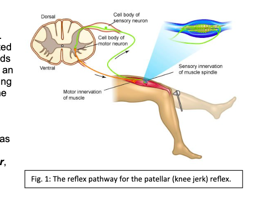 Pathway In Patellar Reflex