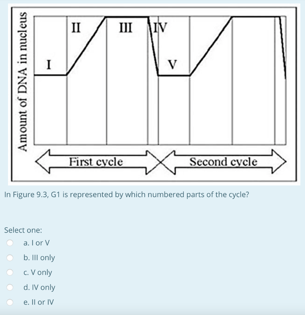Solved II III IV V Amount of DNA in nucleus First cycle | Chegg.com