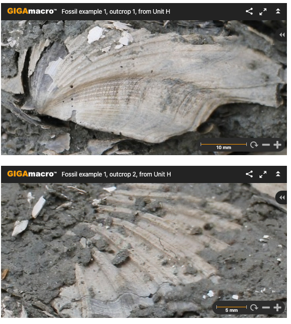 Solved Based on the fossils given in the interactive | Chegg.com
