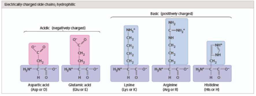 Structure Of 20 Amino Acids