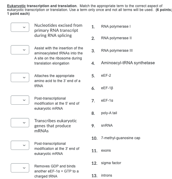 Solved Eukaryotic transcription and translation. Match the | Chegg.com