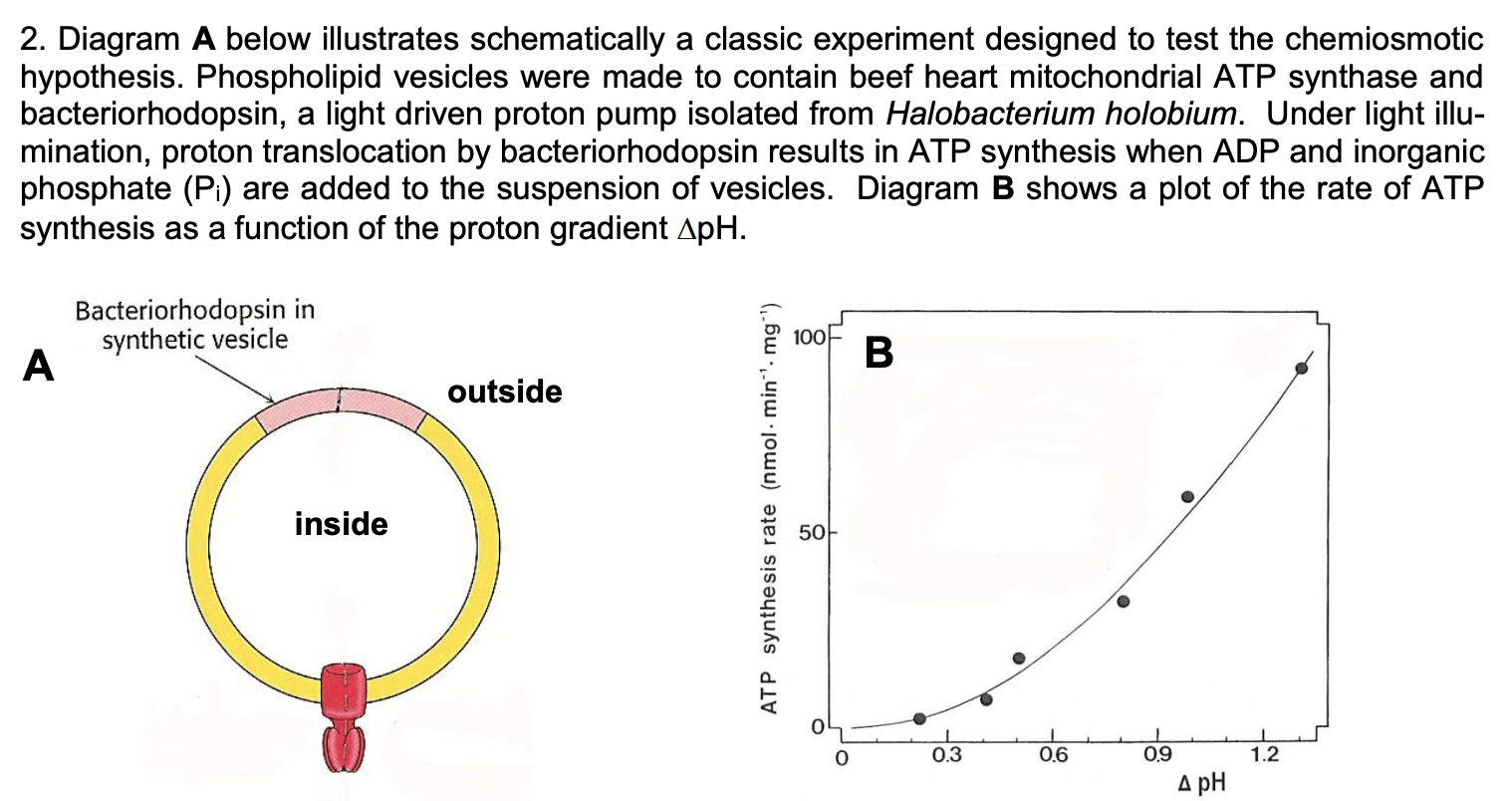 In the presence of a proton gradient sustained by | Chegg.com