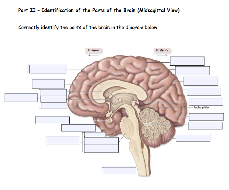 Part II - Identification of the Parts of the Brain | Chegg.com