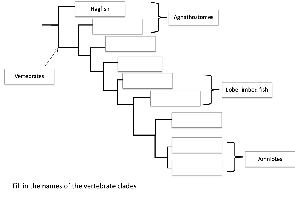 Solved Hagfish Agnathostomes Vertebrates } Lobe-limbed fish | Chegg.com