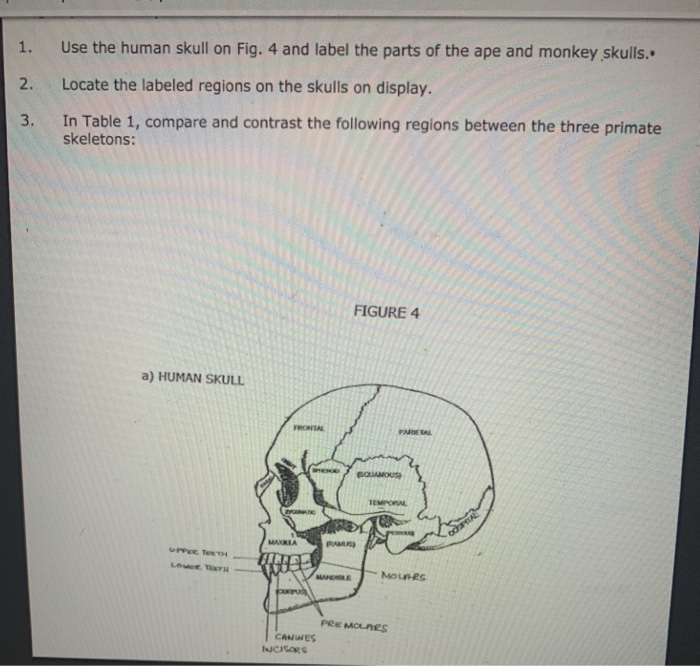 Solved Table 1. Primate Skull Comparison Human Monkey Skull | Chegg.com