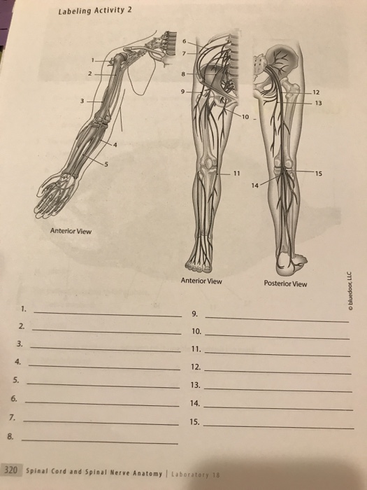 Solved Laboratory 18: Spinal Cord & Spinal Nerve Anatomy | Chegg.com