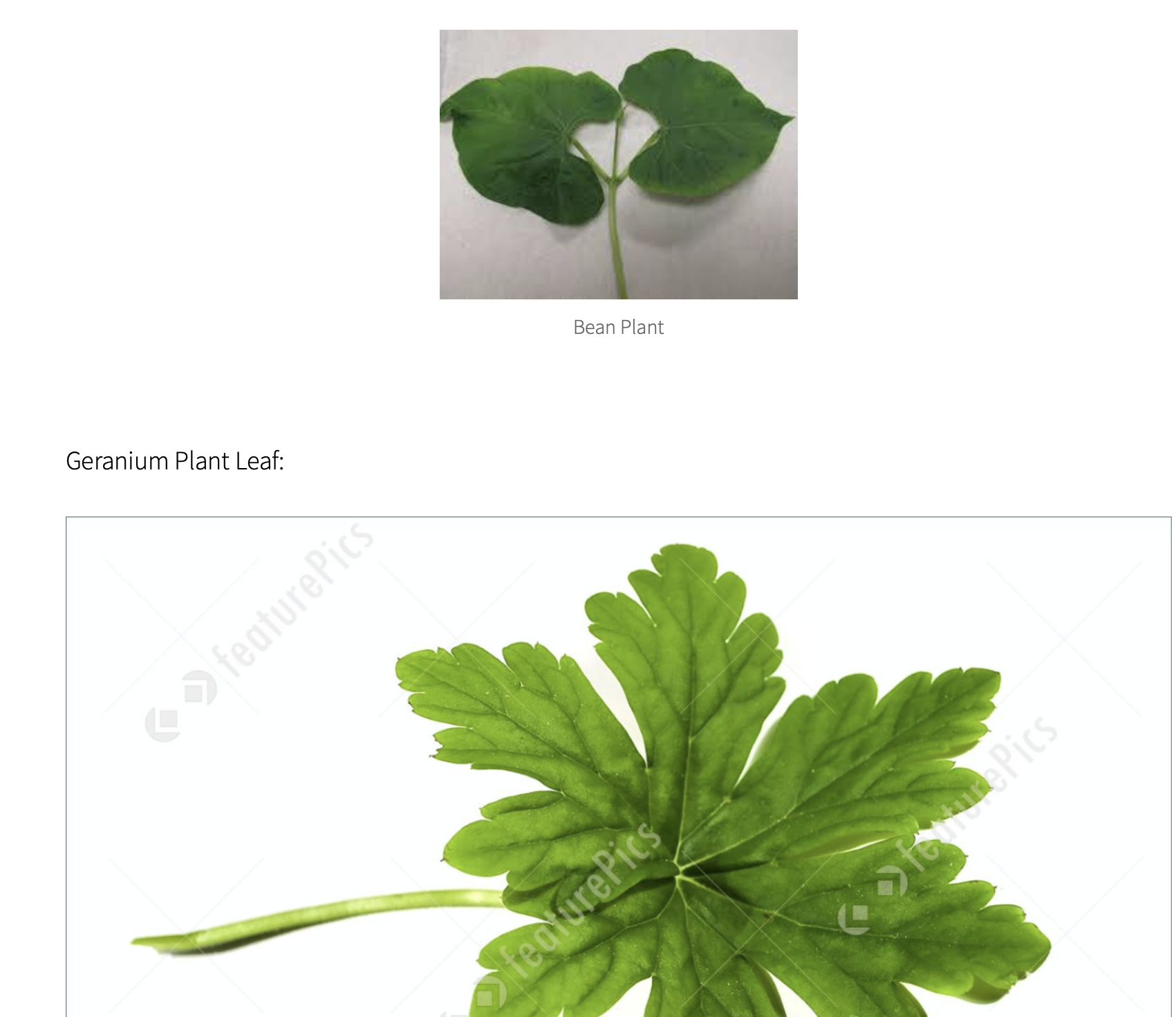 Solved Text 1. First examine the root system. Bean plants | Chegg.com