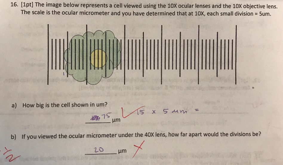 Solved 16. [1pt] The image below represents a cell viewed | Chegg.com