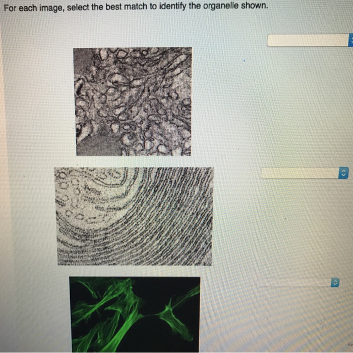 Solved For each image, select the best match to identify the | Chegg.com