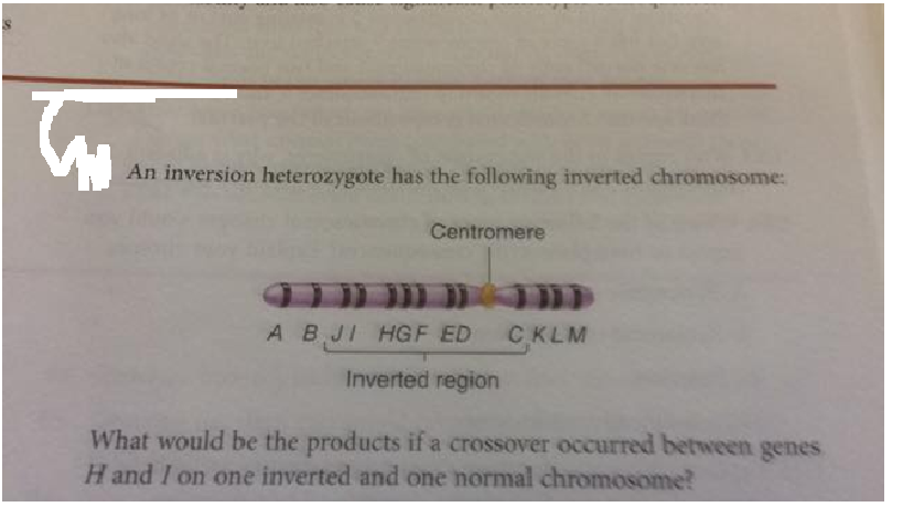Solved An inversion heterozygote has the following inverted | Chegg.com