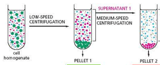 Solved Using the diagram below for reference, explain why | Chegg.com