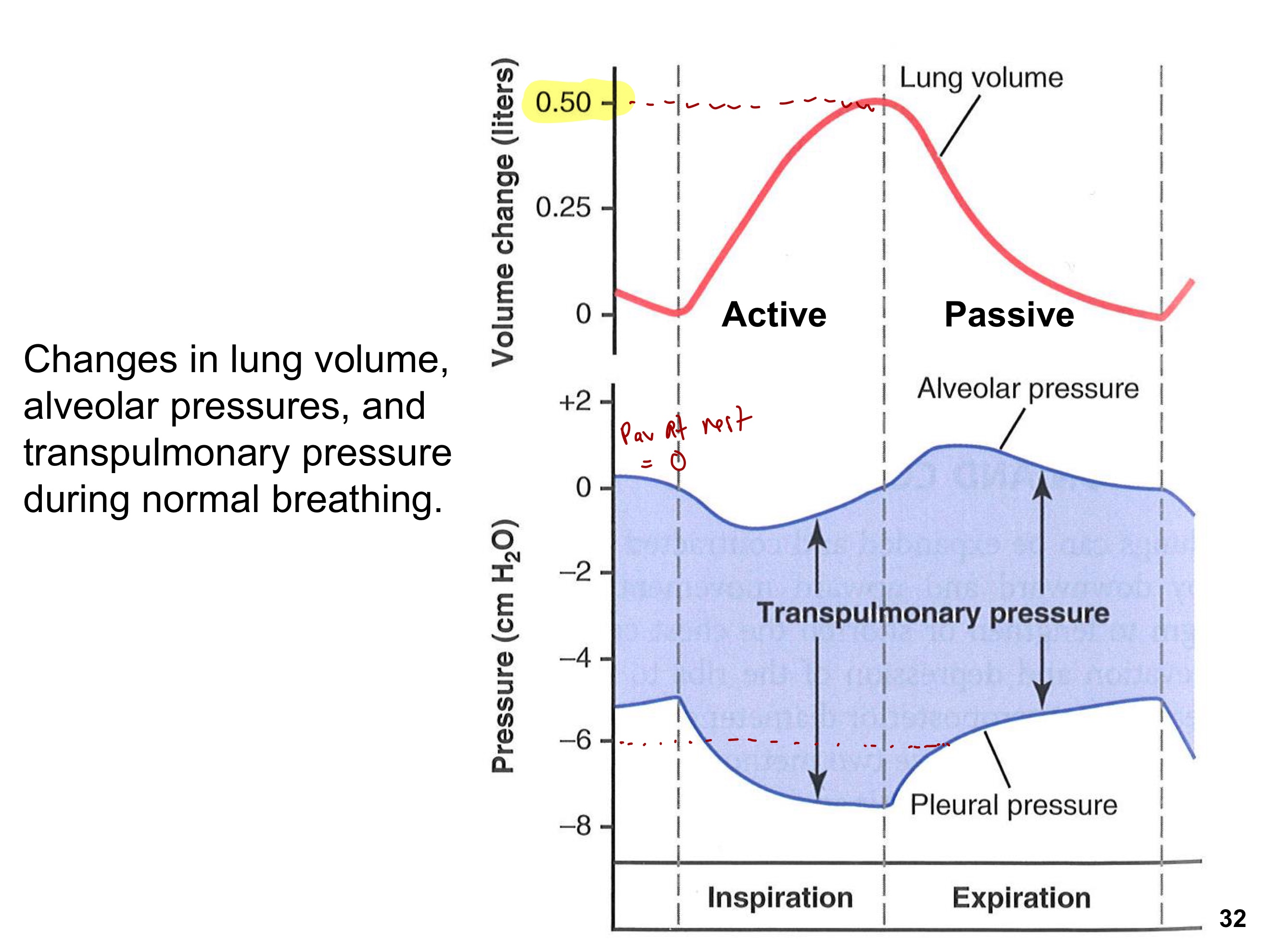 Solved Changes in lung volume, alveolar pressures, pleural | Chegg.com