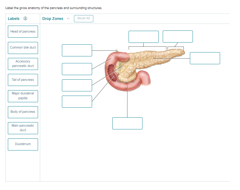 Solved Label the gross anatomy of the pancreas and | Chegg.com