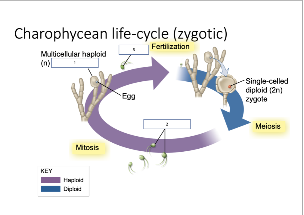 Solved Angiosperm life-cycle Pollen grains (n) (immature | Chegg.com