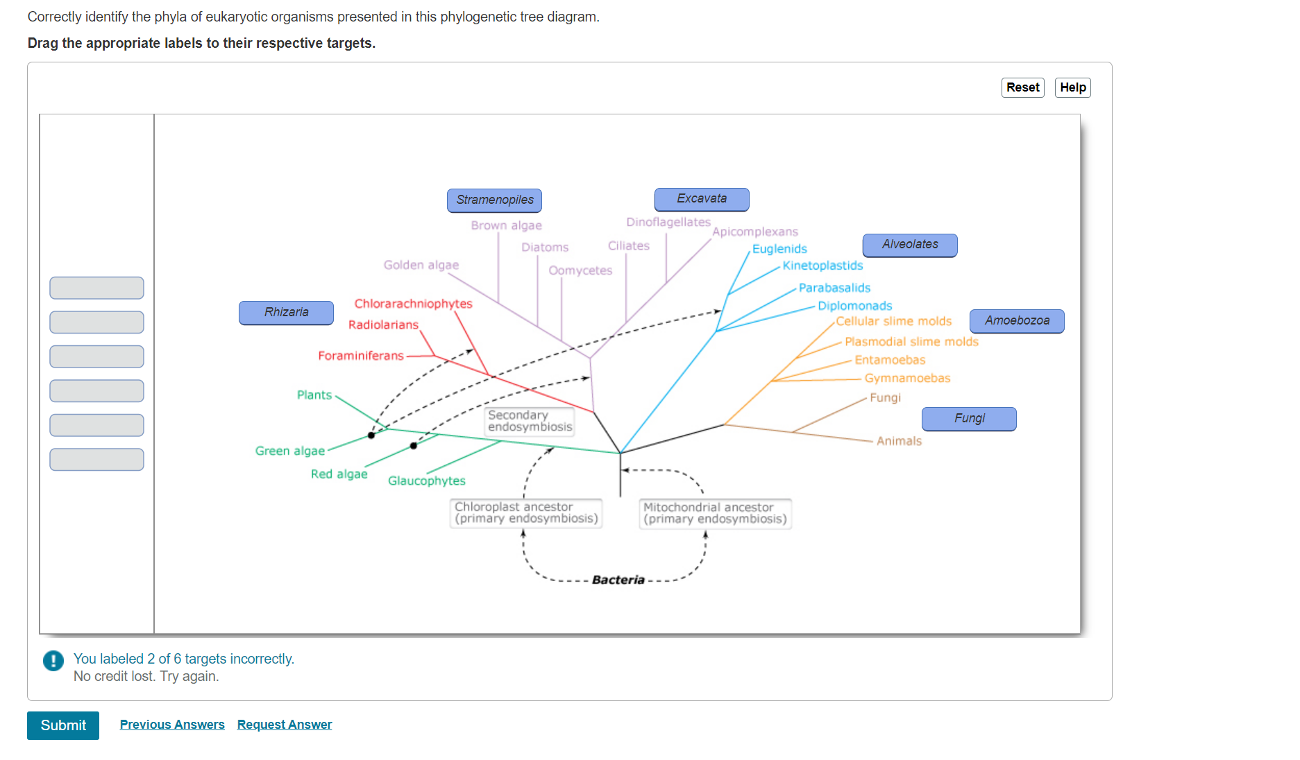 Solved Correctly identify the phyla of eukaryotic organisms | Chegg.com