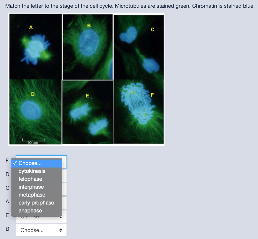 Solved centromere cytokinesis checkpoint 3 Choose... | Chegg.com