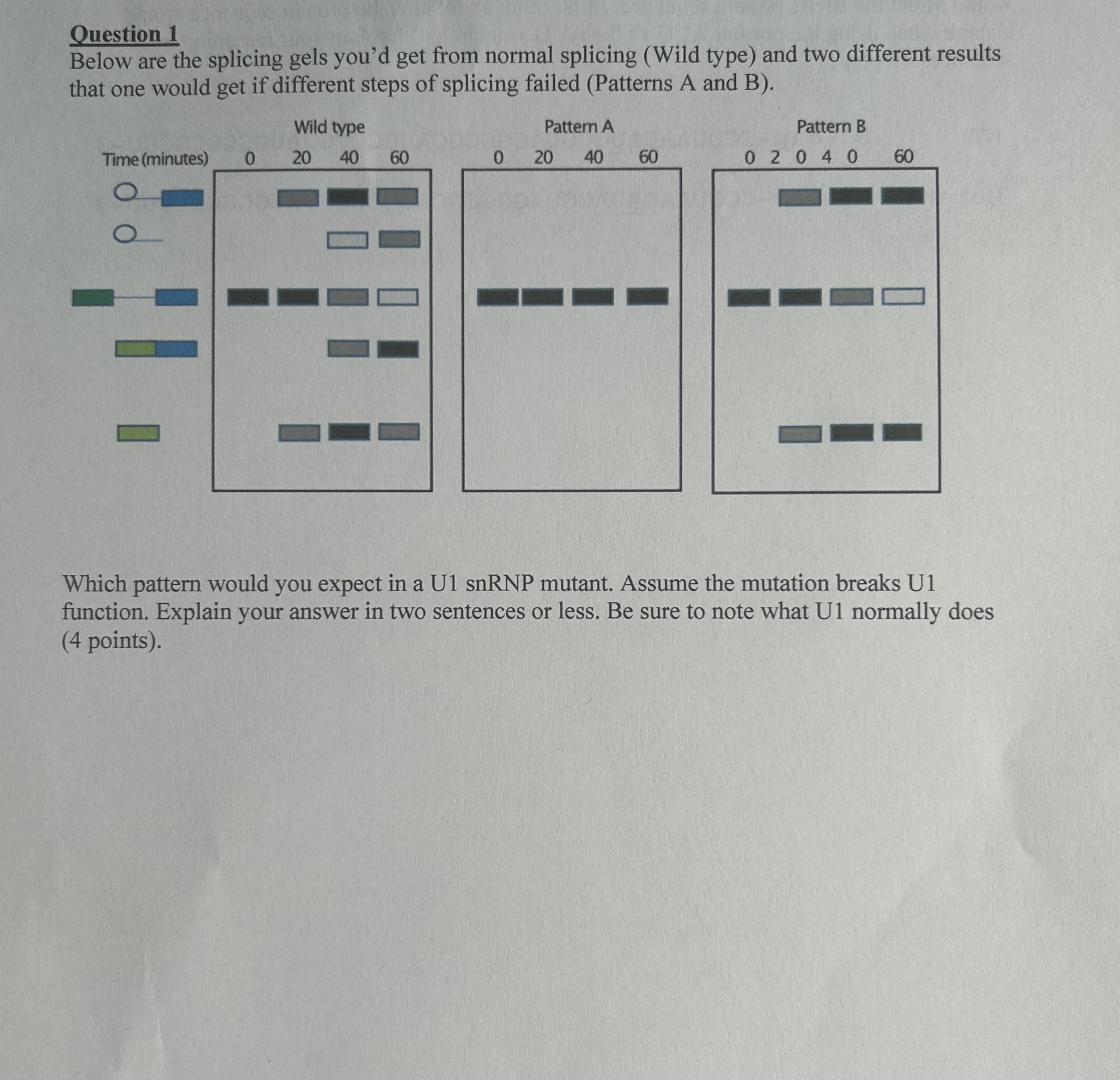 Solved Question 1Below are the splicing gels you'd get from | Chegg.com