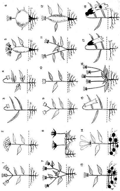 Classifying A Group of Imaginary Organisms Last name | Chegg.com