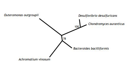 Solved Convert this dendrogram into a phenogram. Please keep | Chegg.com