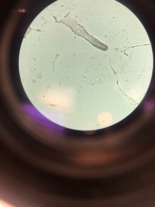 Solved Report Sheet for Morphological Bacterial Unknown | Chegg.com
