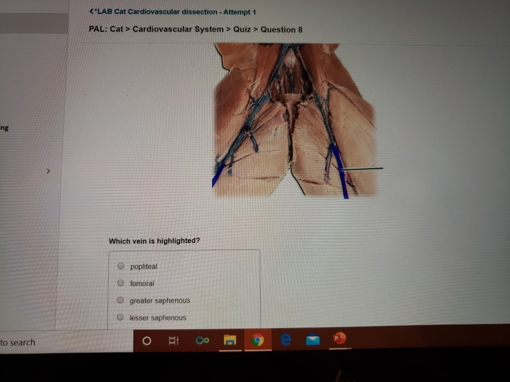 Solved PAL: Cat > Cardiovascular System > Lab Practical > | Chegg.com
