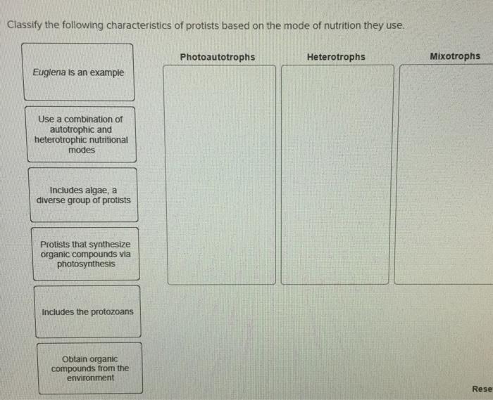 Solved Classify the following characteristics of protists | Chegg.com Solved Classify the following characteristics of protists | Chegg.com