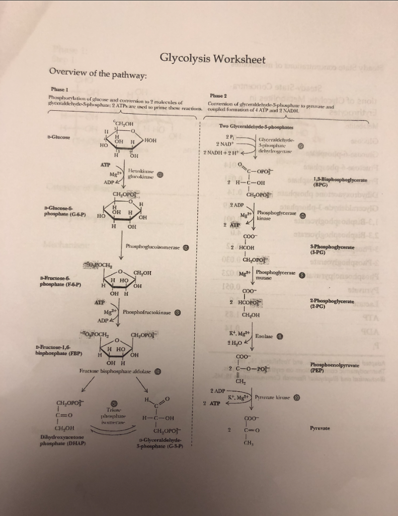 Glycolysis Worksheet Overview of the pathway: Phase I | Chegg.com