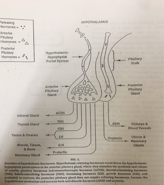 Hypothalamic Hormones
