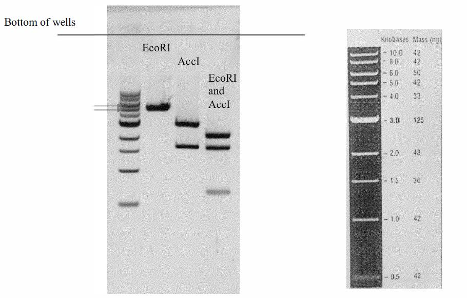UPDATED: the total length of the gels would be | Chegg.com