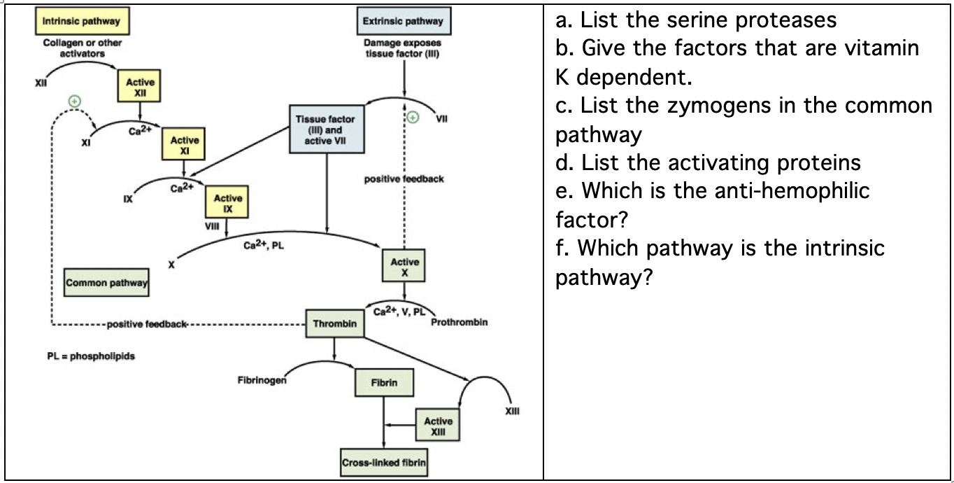 Solved Intrinsic pathway Extrinsic pathway Collagen or other | Chegg.com