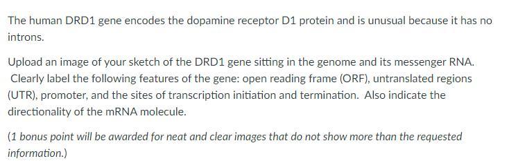 Solved The human DRD1 gene encodes the dopamine receptor D1 | Chegg.com