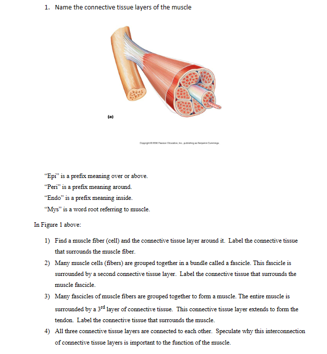 1. Name the connective tissue layers of the muscle | Chegg.com