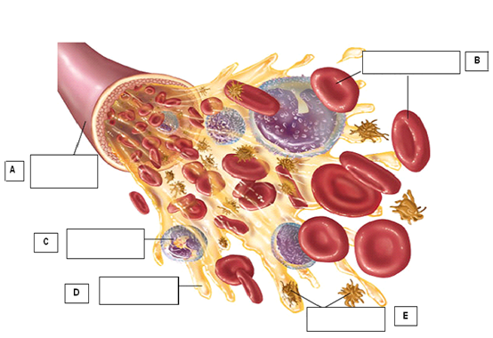 Solved i) ﻿Name A to E. ﻿What type of blood vessel is | Chegg.com