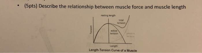 Solved (5pts) Describe the relationship between muscle force | Chegg.com