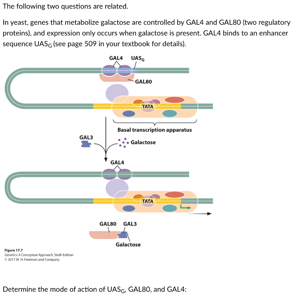 Solved The following two questions are related. In yeast, | Chegg.com
