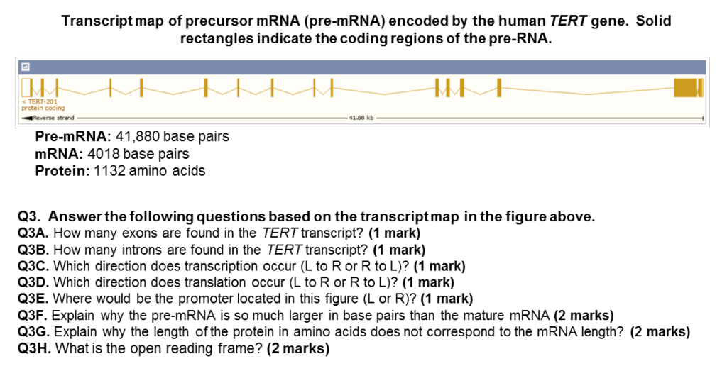 Solved Transcript map of precursor mRNA (pre-mRNA) encoded | Chegg.com